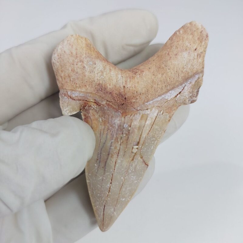 3.1" Otodus Obliquus Shark Fossil Tooth Megalodon Morocco | FossilPaleo