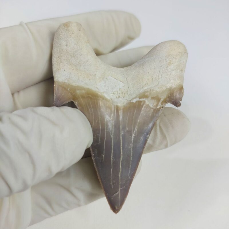 2.8" Top Otodus Obliquus Shark Fossil Tooth Megalodon Morocco | FossilPaleo