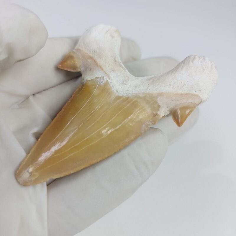 Rare Shark Fossil Otodus Obliquus Tooth 3 Megalodon Fossilpaleo