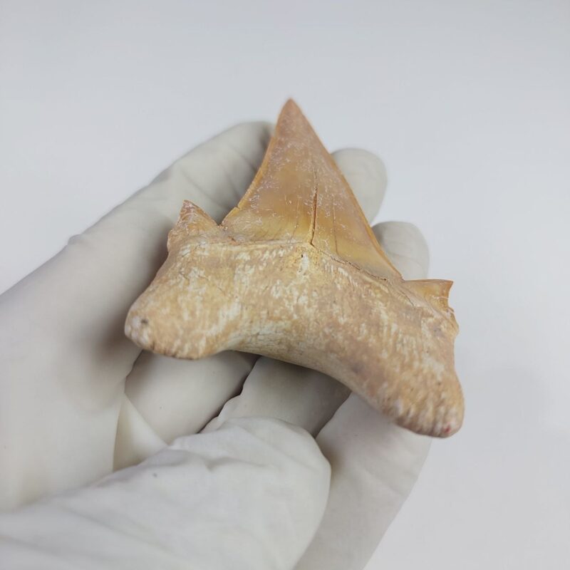 Shark Tooth Fossil 3.1" Rare Otodus Obliquus Megalodon | FossilPaleo