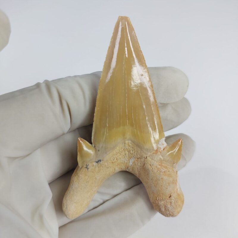 Shark Tooth 3" Rare Otodus Obliquus Mega Fossil teeth | FossilPaleo