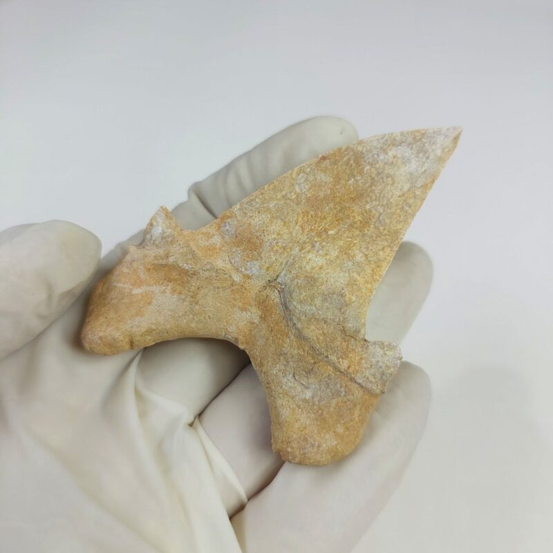 Shark Tooth Fossil 3 Specimen Otodus Obliquus Megalodon Teeth