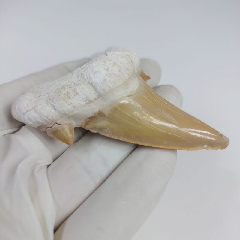 Rare Shark Fossil Otodus Obliquus Tooth 3 Megalodon Fossilpaleo