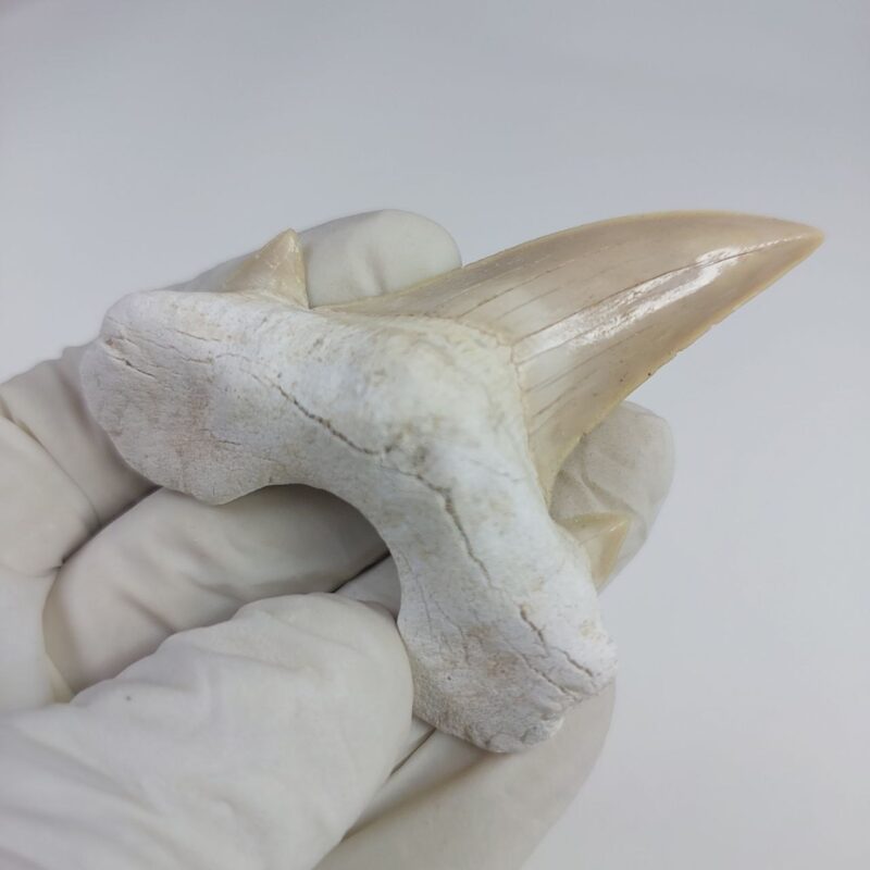 3 Authentic Otodus Obliquus Shark Fossil Tooth Megalodon Fossilpaleo