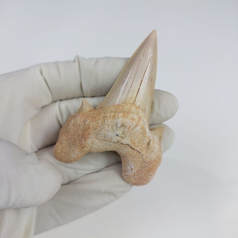 Shark Tooth Fossil 2.8" Top Otodus Obliquus Megalodon teeth | FossilPaleo