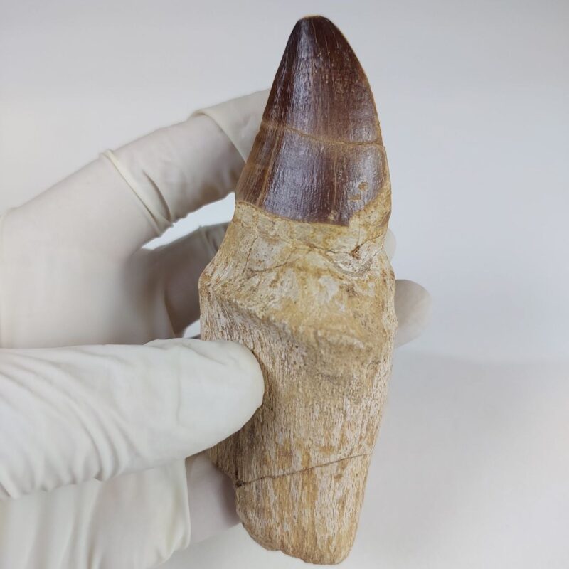 3.9" Mosasaur Prognathodon Fossil rooted Tooth Cretaceous Dinosaur Era ...