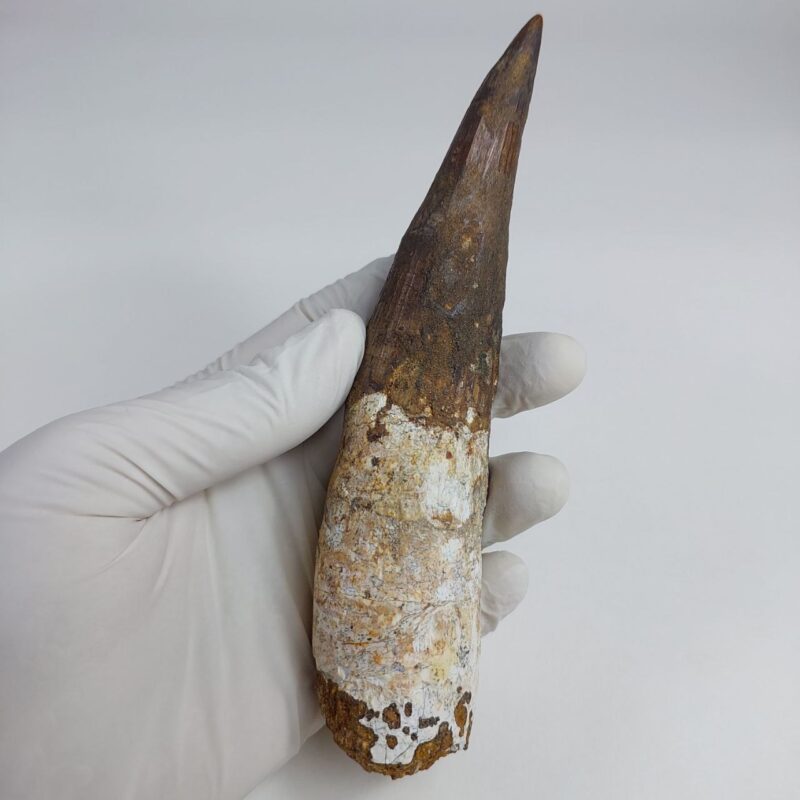 Large rooted 6.2 INCH spinosaurus tooth dinosaur fossil | FossilPaleo