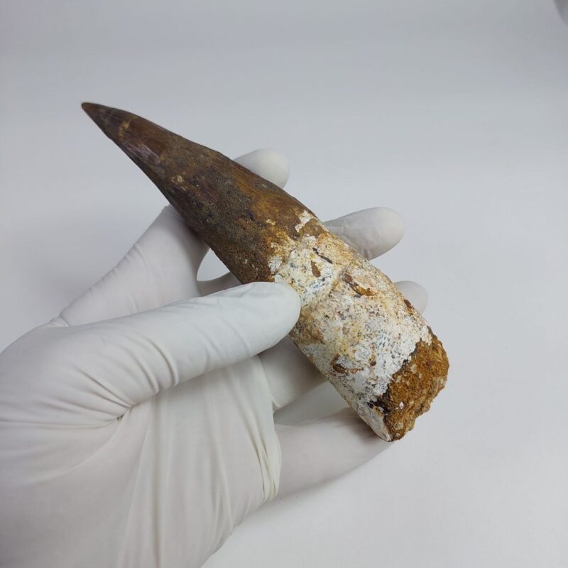 Large rooted 6.2 INCH spinosaurus tooth dinosaur fossil | FossilPaleo