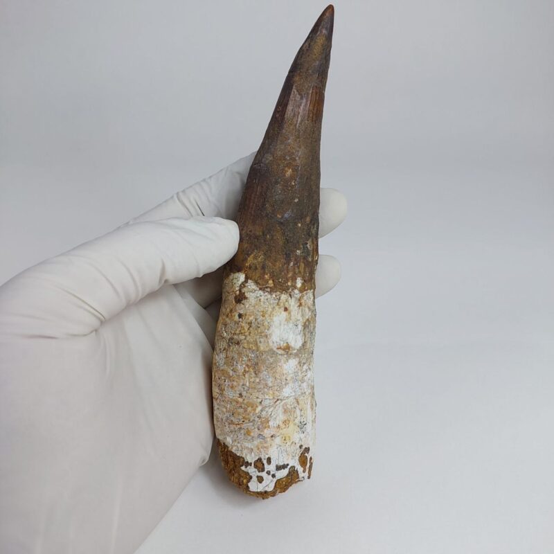 Large rooted 6.2 INCH spinosaurus tooth dinosaur fossil | FossilPaleo