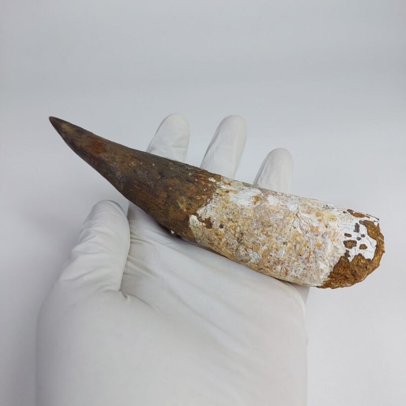 Large rooted 6.2 INCH spinosaurus tooth dinosaur fossil | FossilPaleo