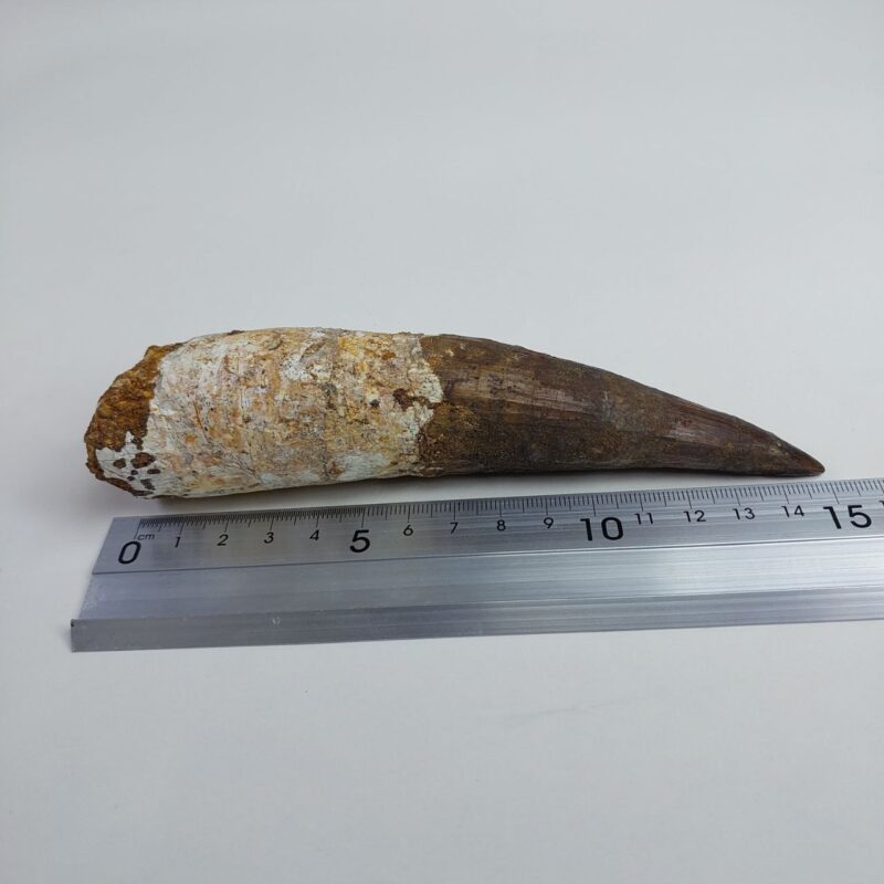 Large rooted 6.2 INCH spinosaurus tooth dinosaur fossil | FossilPaleo