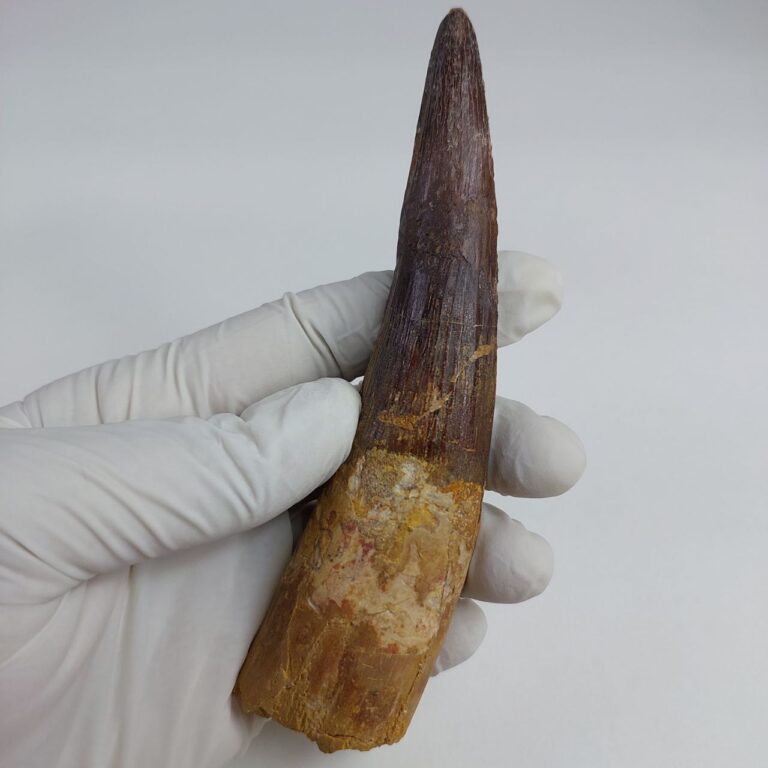 Spinosaurus | Original Fossils for Sale