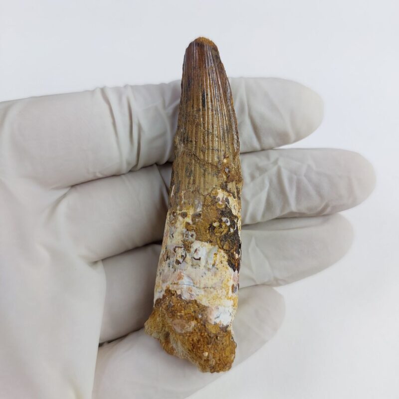 Dinosaur Fossil Bulk Spinosaurus teeth KEM KEM | FossilPaleo