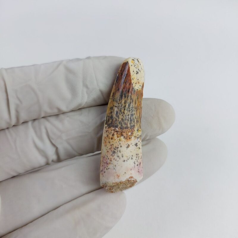 1.9" Moroccan Spinosaurus Fossil Tooth Dinosaur Fossilized | FossilPaleo