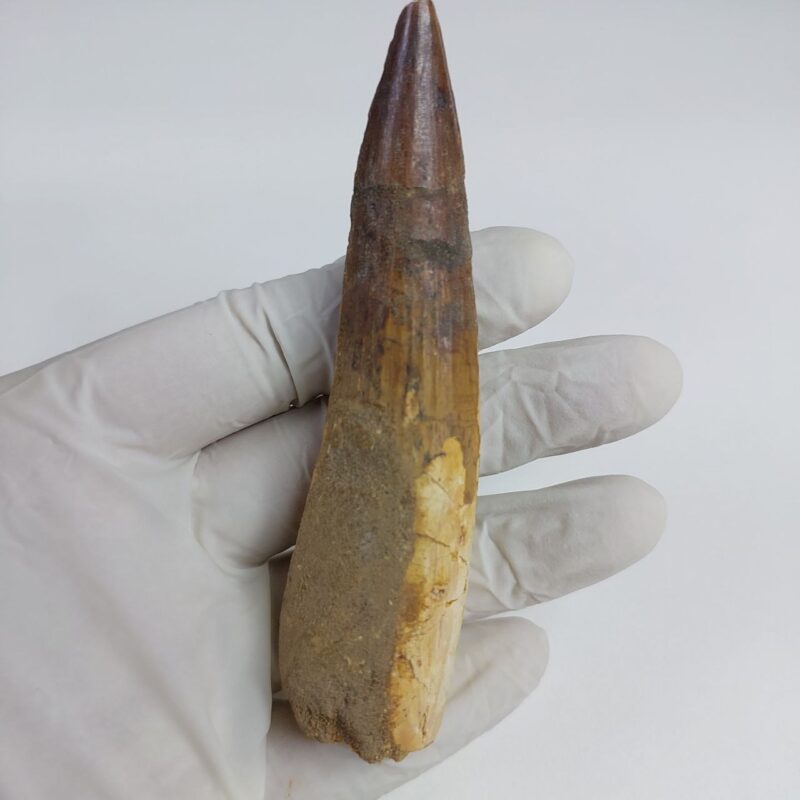 Dinosaur Fossil Bulk Spinosaurus teeth KEM KEM | FossilPaleo