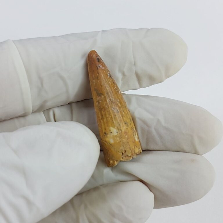 2.7" Huge Mosasaurus Prognathodon Currii Tooth Fossilized | FossilPaleo