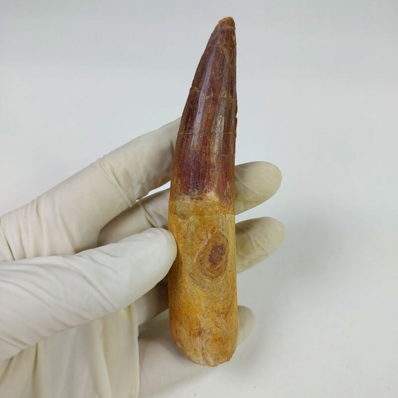 Dinosaur Fossil Bulk Spinosaurus teeth KEM KEM | FossilPaleo