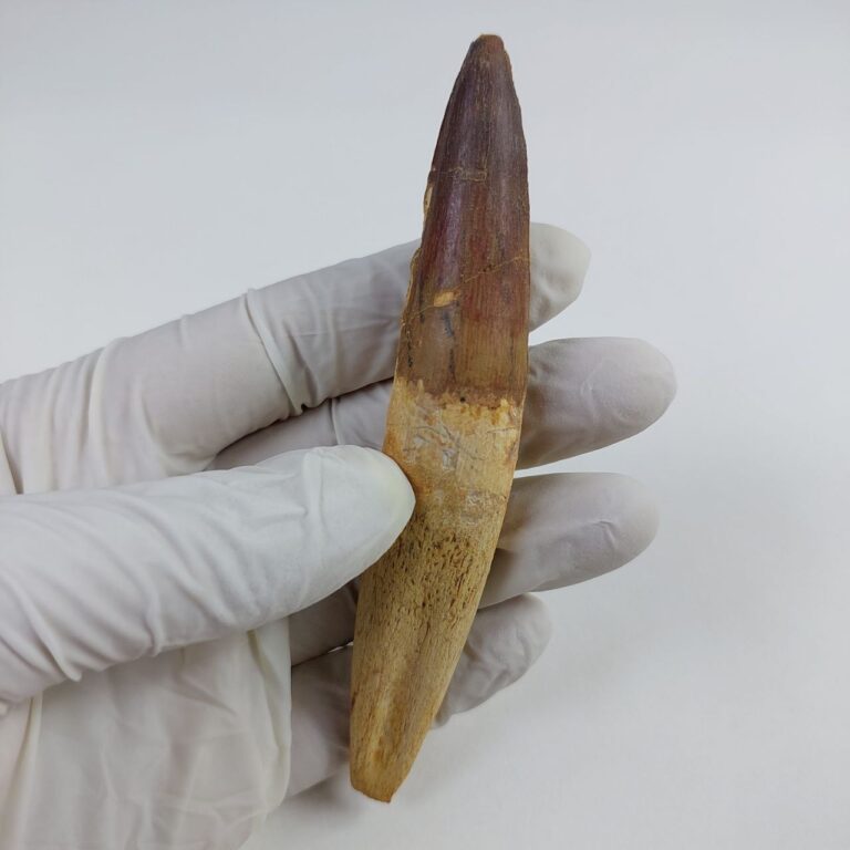 Spinosaurus | Original Fossils for Sale