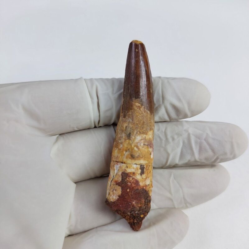 Dinosaur Fossil Bulk Spinosaurus teeth KEM KEM | FossilPaleo