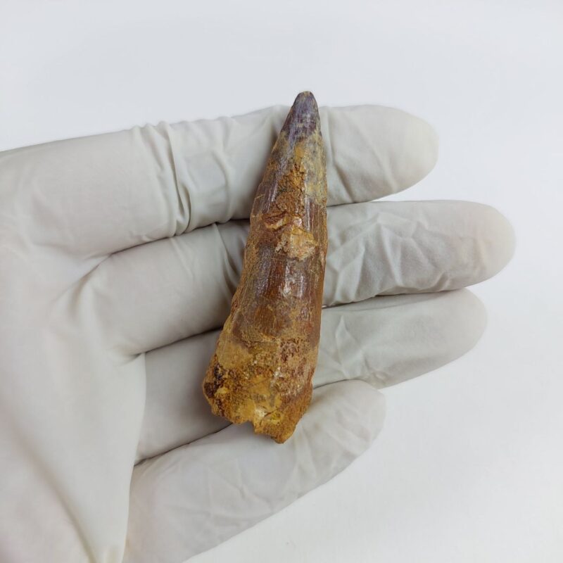 2.3" Spinosaurus Fossil Tooth Dinosaur Cretaceous | FossilPaleo