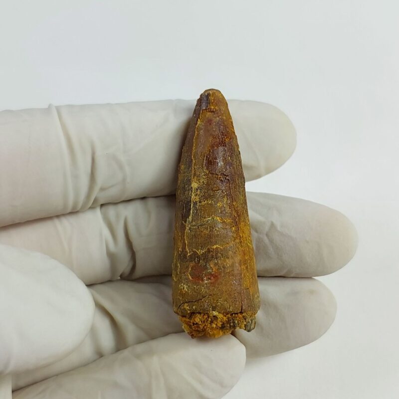 1.9" Great Spinosaurus Fossil Tooth Dinosaur Fossilized | FossilPaleo
