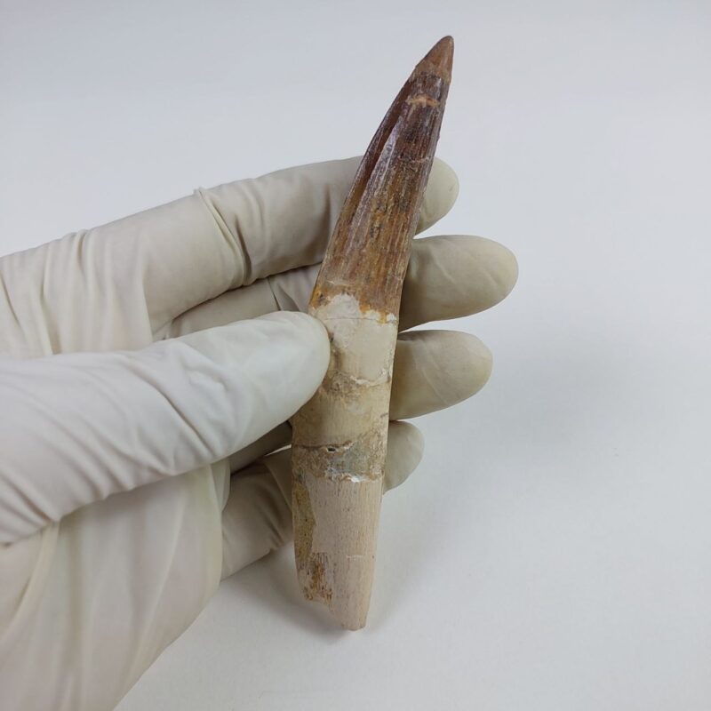 4.3" Spinosaurus Fossil Tooth Dinosaur 100 miilion Years Old | FossilPaleo