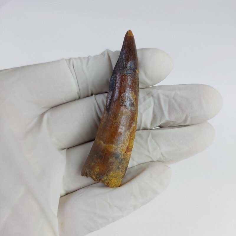 2.4" Spinosaurus Tooth Real dinosaur Fossils | FossilPaleo