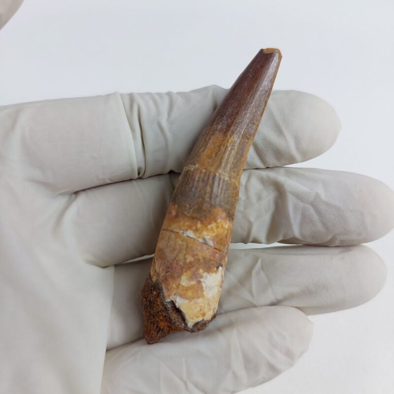 Dinosaur Fossil Bulk Spinosaurus teeth KEM KEM | FossilPaleo