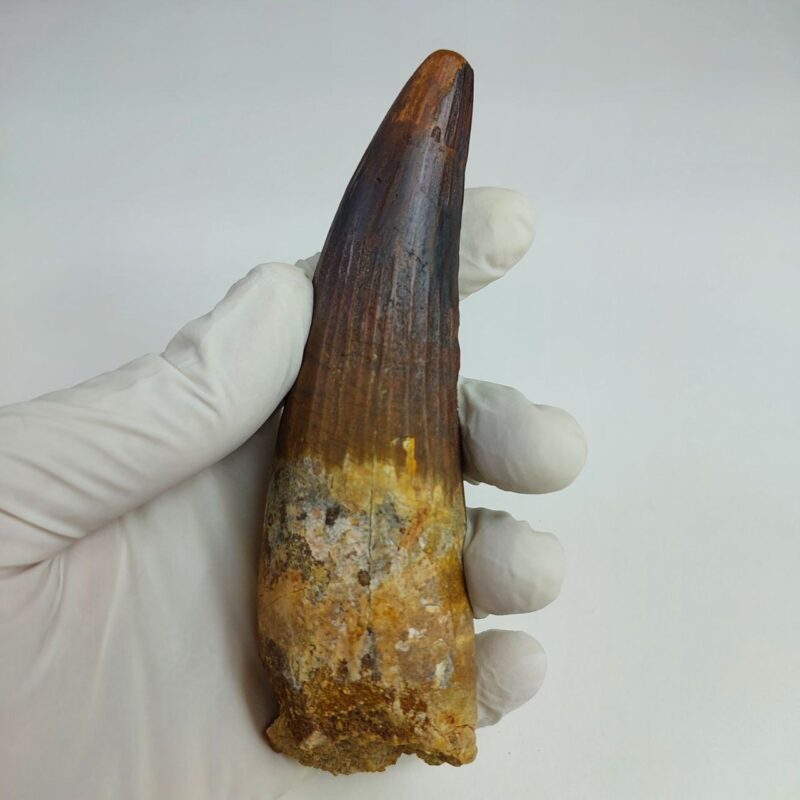 Quality 5.9IN fossil spinosaurus tooth from a large dinosaur | FossilPaleo