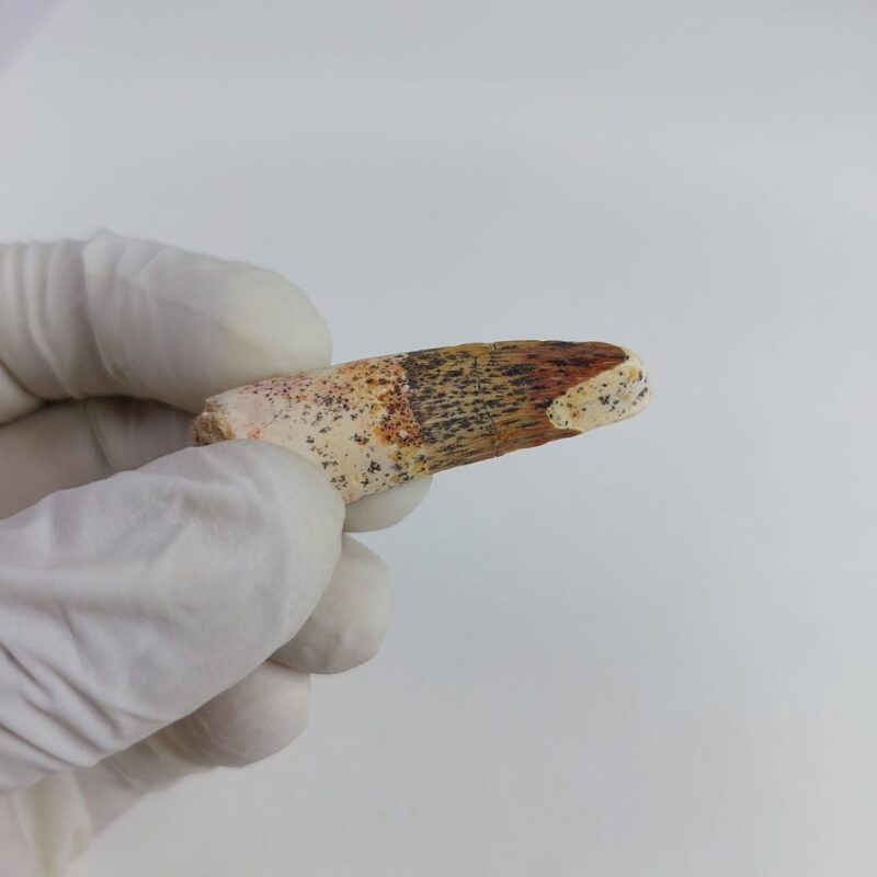 1.9" Moroccan Spinosaurus Fossil Tooth Dinosaur Fossilized | FossilPaleo