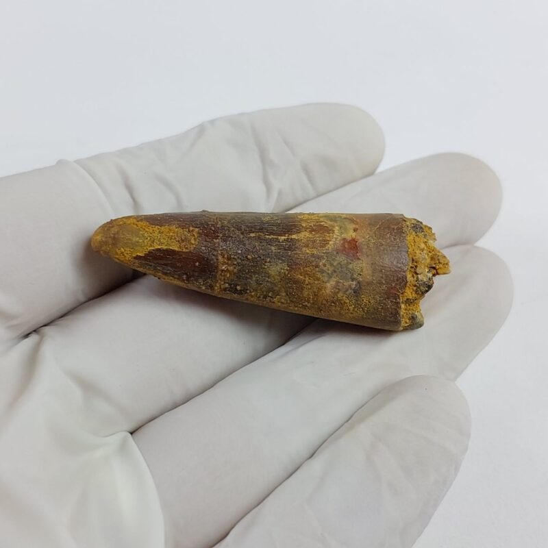 1.9" Great Spinosaurus Fossil Tooth Dinosaur Fossilized | FossilPaleo