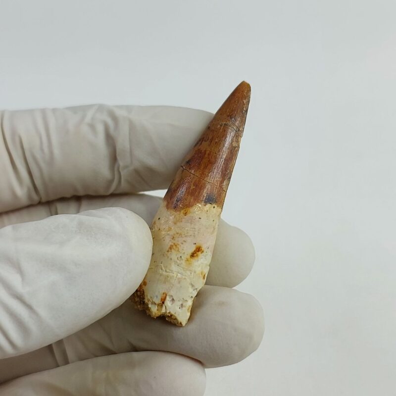 1.9" RARE Spinosaurus Fossil Tooth Dinosaur Prehestoric | FossilPaleo