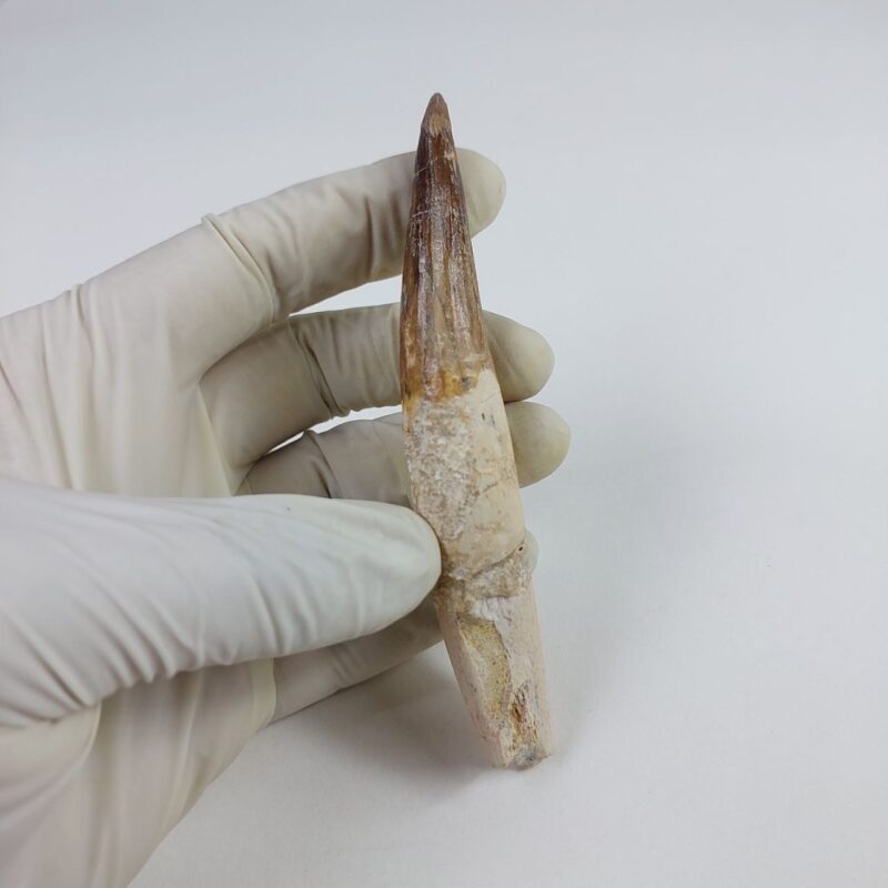 4.3" Spinosaurus Fossil Tooth Dinosaur 100 miilion Years Old | FossilPaleo