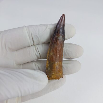 2.4" Spinosaurus Tooth Real dinosaur Fossils | FossilPaleo
