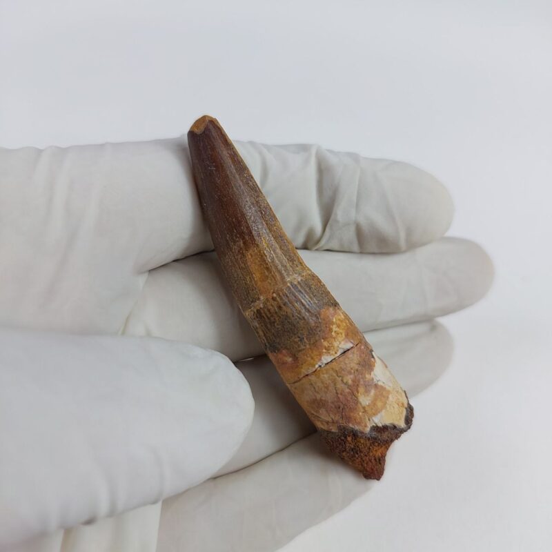 2.4" Spinosaurus Tooth Real dinosaur Fossils | FossilPaleo