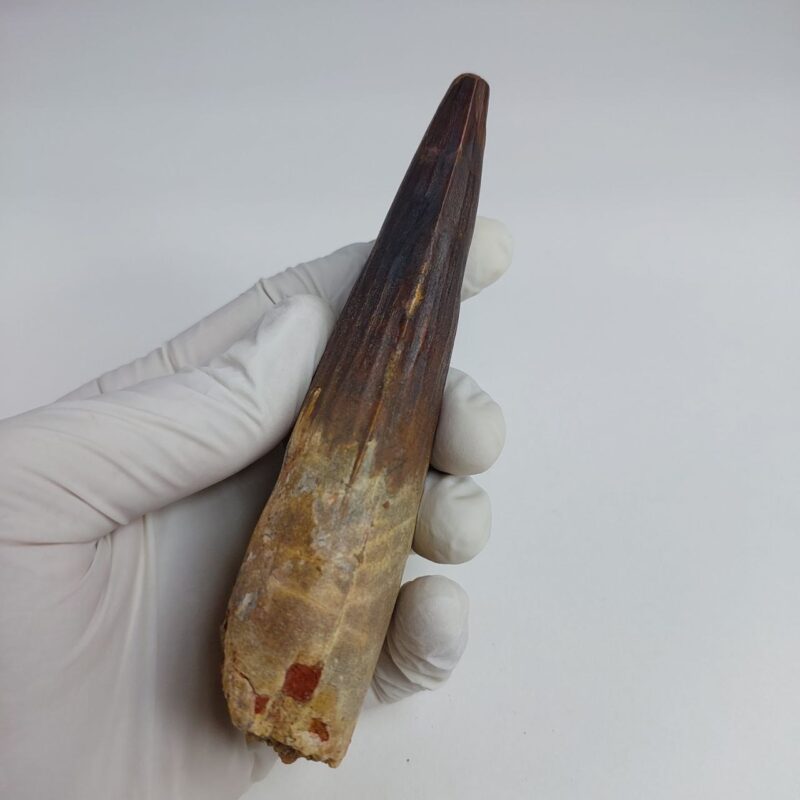 Quality 5.9IN fossil spinosaurus tooth from a large dinosaur | FossilPaleo