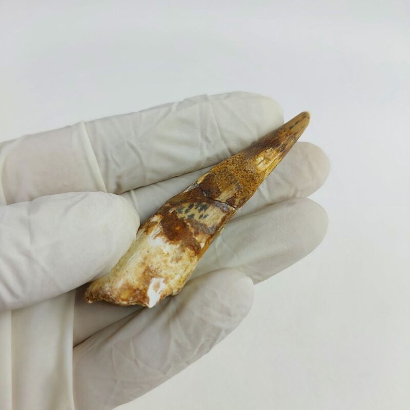 2.7" Dinosaur Spinosaurus Fossil Tooth For Sale Jurassic | FossilPaleo