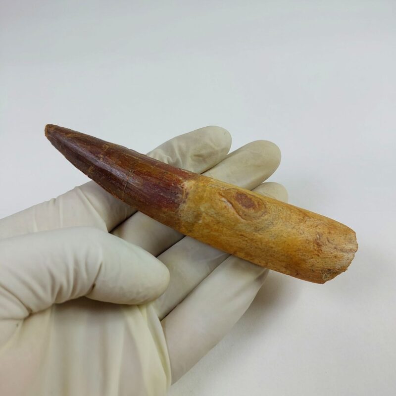 4.7" Spinosaurus Fossil Tooth Dinosaur 100 miilion Years Old | FossilPaleo