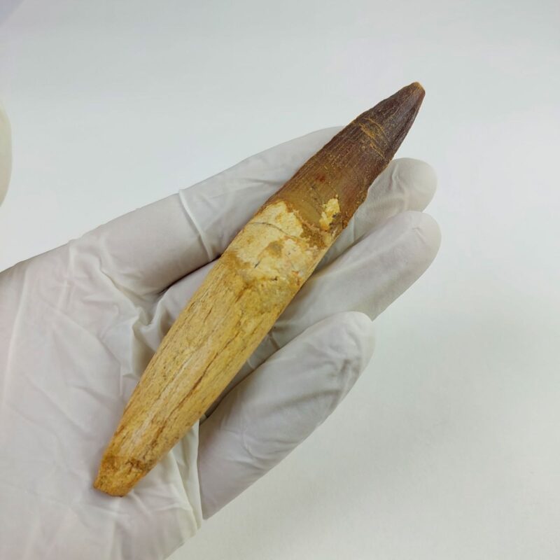 Spinosaurus | Original Fossils for Sale