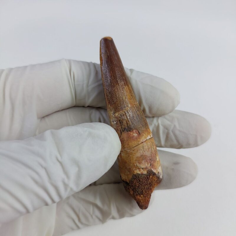 2.4" Spinosaurus Tooth Real dinosaur Fossils | FossilPaleo