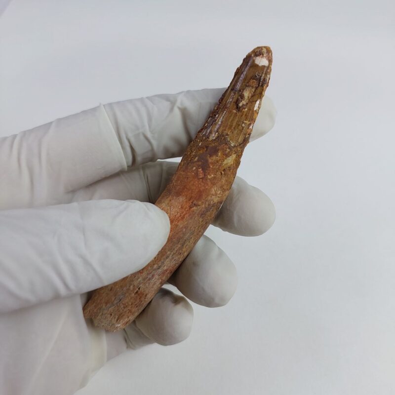 3.5" Spinosaurus aegyptiacus Fossil Tooth For Sale Dinosaur | FossilPaleo