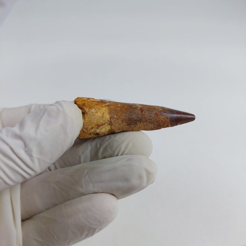 2.3" Spinosaurus Fossil Tooth Dinosaur Cretaceous | FossilPaleo
