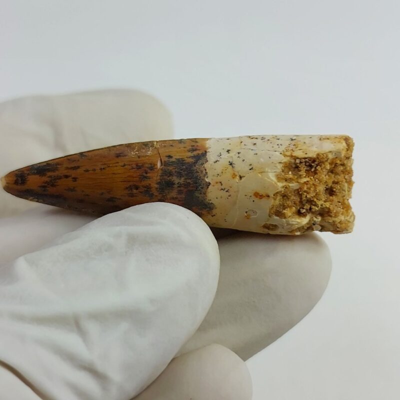 1.9" RARE Spinosaurus Fossil Tooth Dinosaur Prehestoric | FossilPaleo