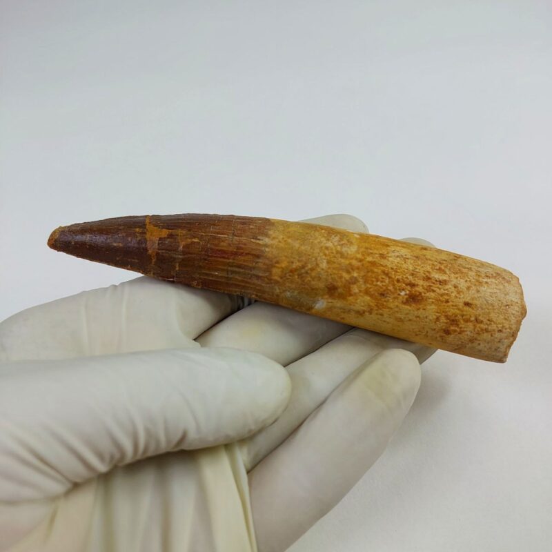 4.7" Spinosaurus Fossil Tooth Dinosaur 100 miilion Years Old | FossilPaleo