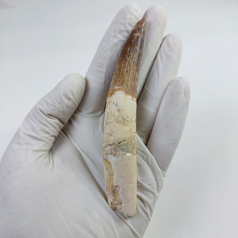 4.3" Spinosaurus Fossil Tooth Dinosaur 100 miilion Years Old | FossilPaleo