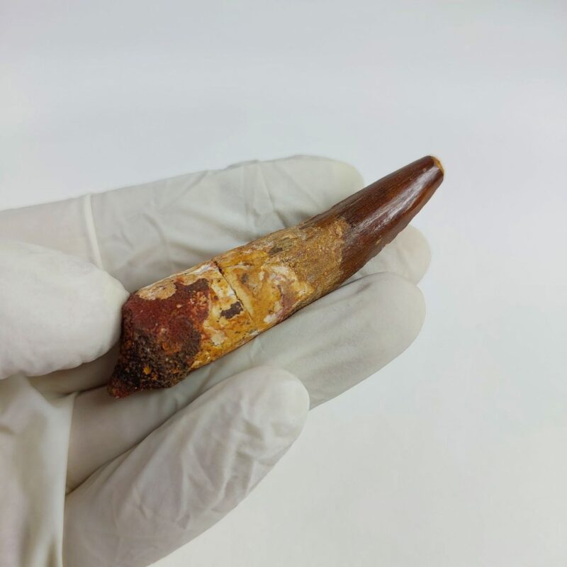 2.4" Spinosaurus Tooth Real dinosaur Fossils | FossilPaleo