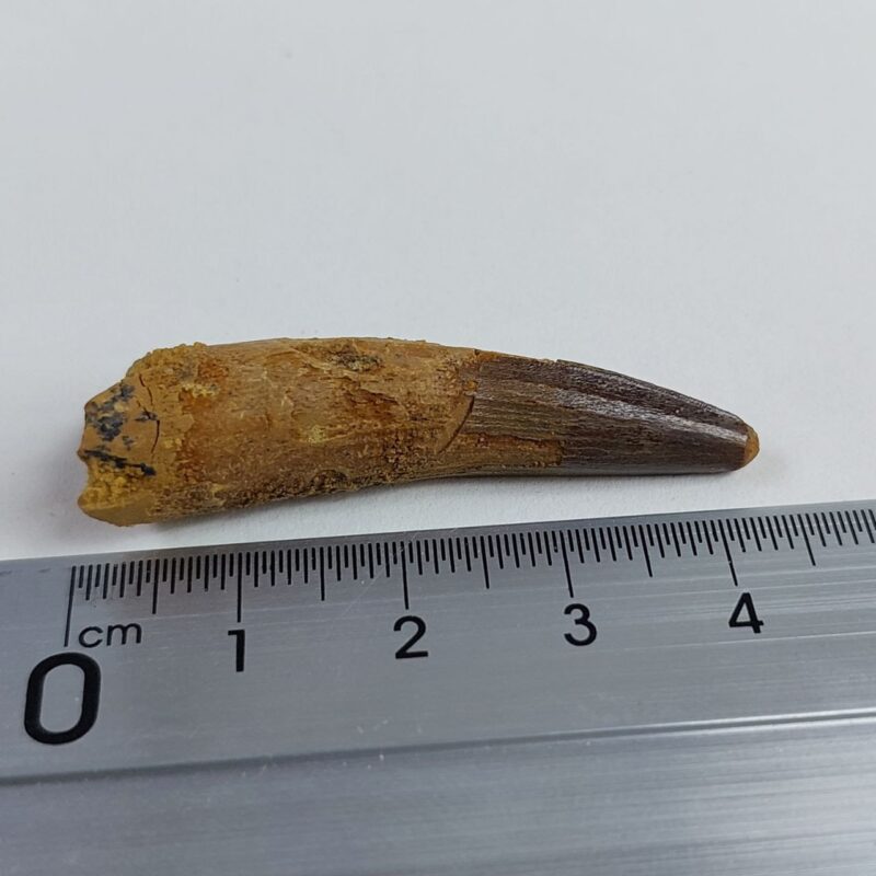 1.9" Spinosaurus Fossil Tooth Dinosaur teeth Cretaceous | FossilPaleo