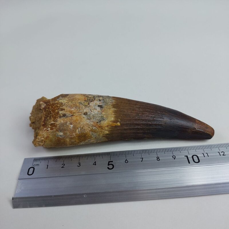 Quality 5.9IN fossil spinosaurus tooth from a large dinosaur | FossilPaleo
