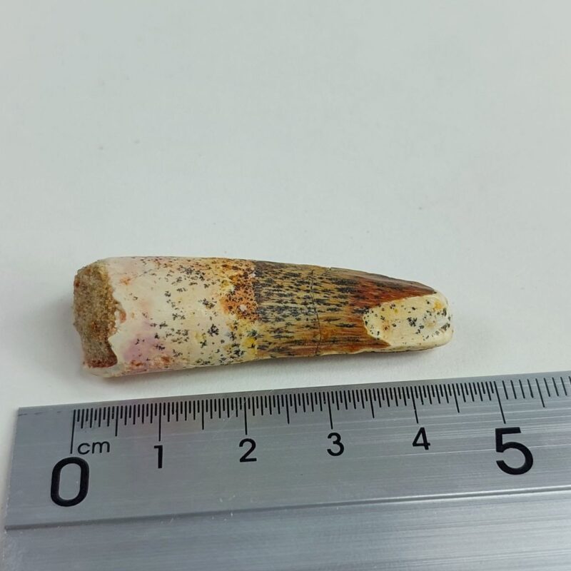 1.9" Moroccan Spinosaurus Fossil Tooth Dinosaur Fossilized | FossilPaleo