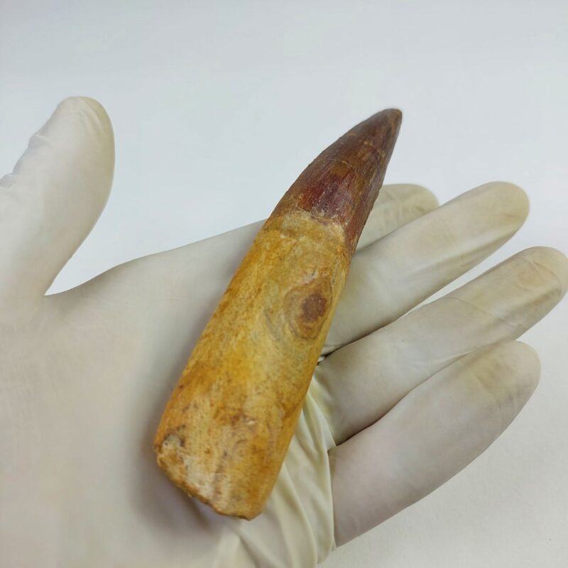 4.7" Spinosaurus Fossil Tooth Dinosaur 100 miilion Years Old | FossilPaleo